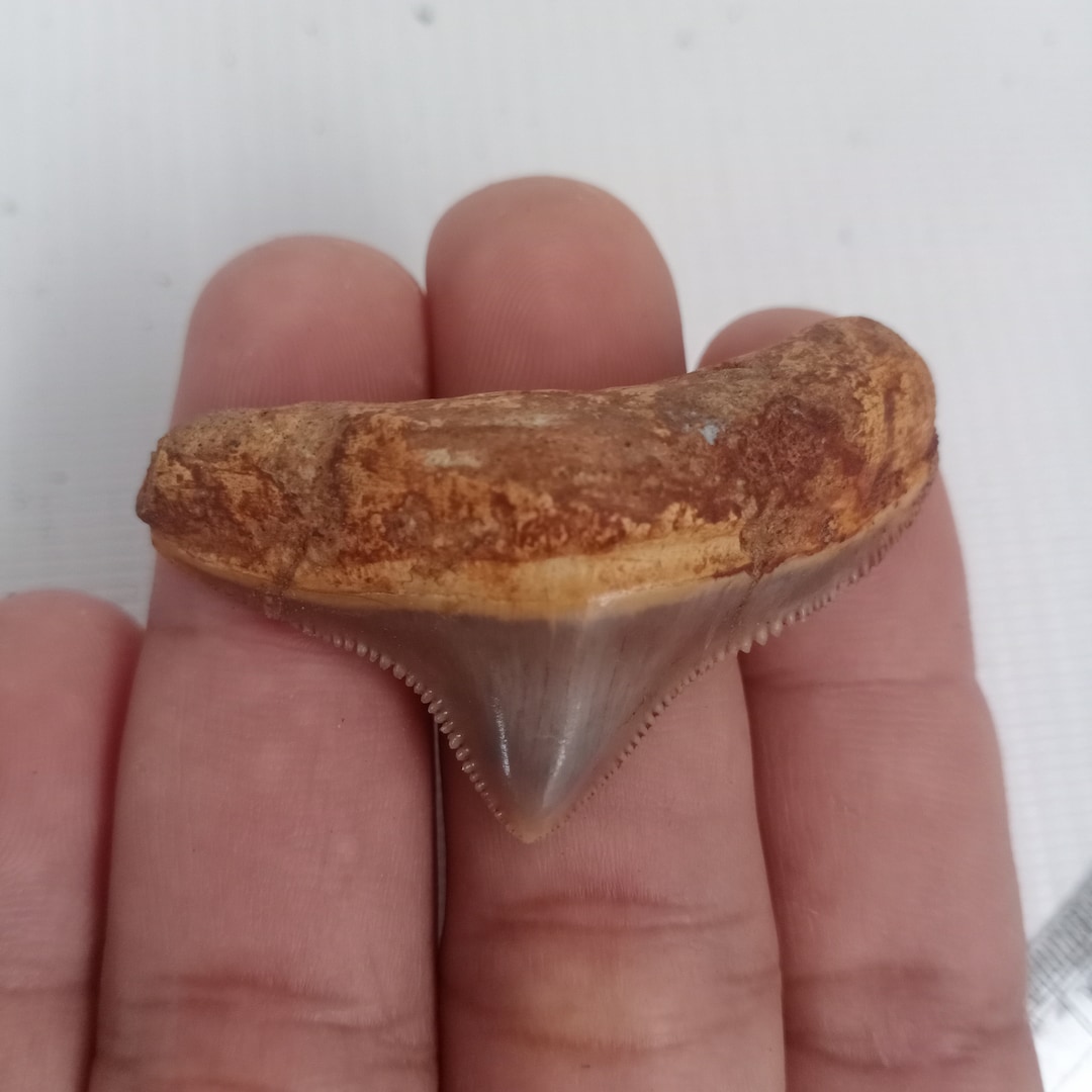 1.52,40 Mm Genuine Fossil Megalodon Prehistoric Shark Tooth,fossil ...