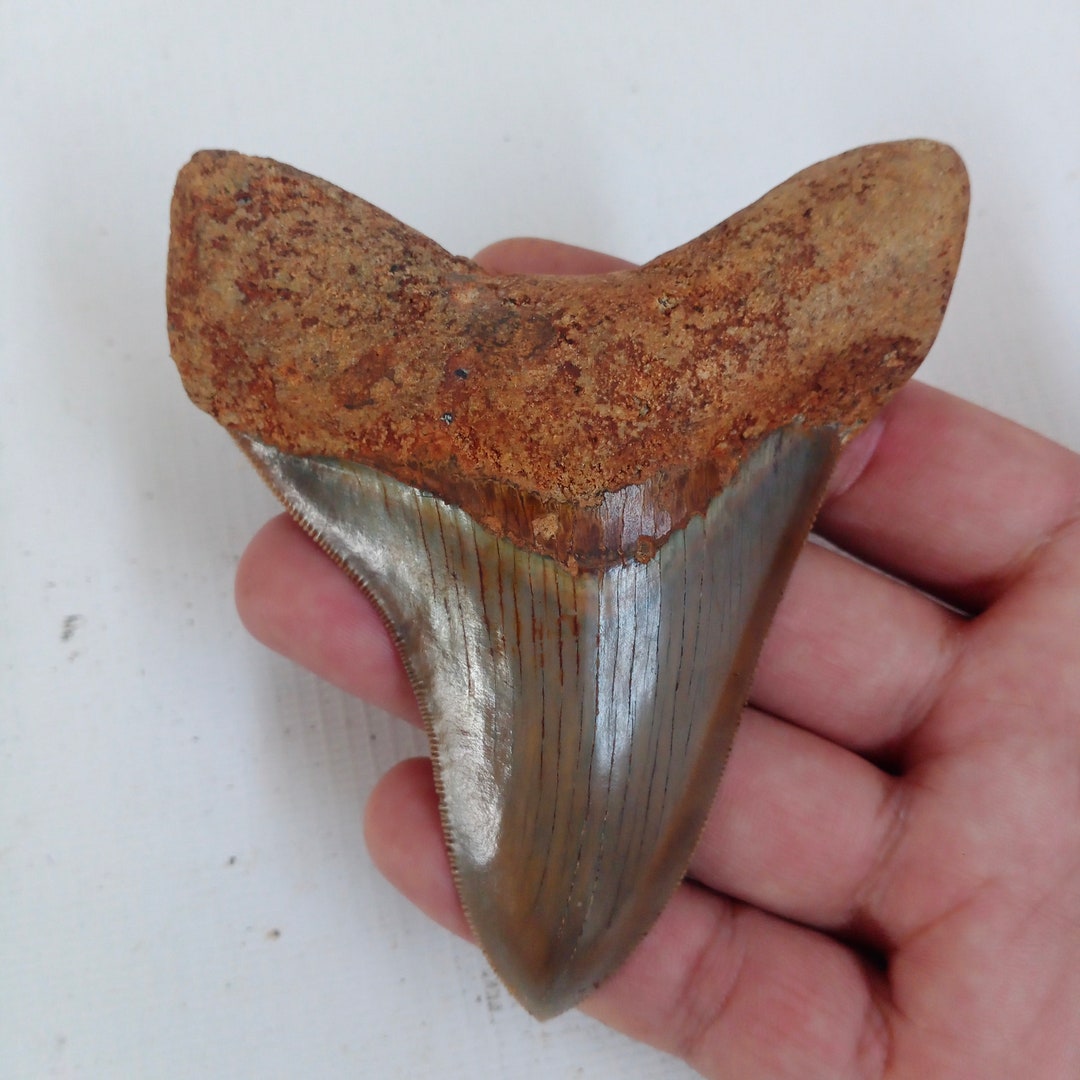 4.25genuine Fossil Megalodon Prehistoric Shark Tooth,fossil Megalodon ...