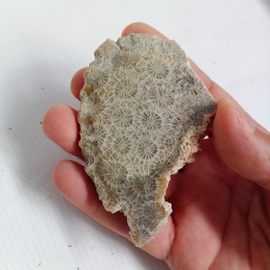 77 Gr Indonesian Fossil Coral Slab Polished,lapidary Stone Slab 19 - Etsy