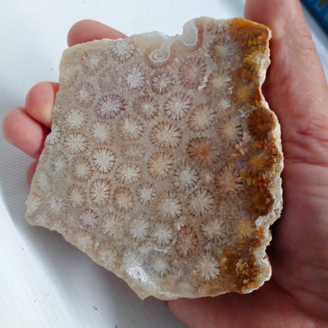 182 Gr Indonesian Fossil Coral Slab Polished,lapidary Stone Slab 11 - Etsy
