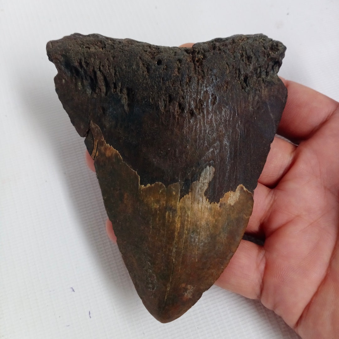 100 Mm Genuine Fossil Megalodon Prehistoric Shark Tooth,fossil ...