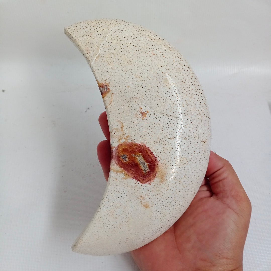 1095 Gr Natural Fossil Palm Root Stone Quartz Crystal Big Moon Reiki ...