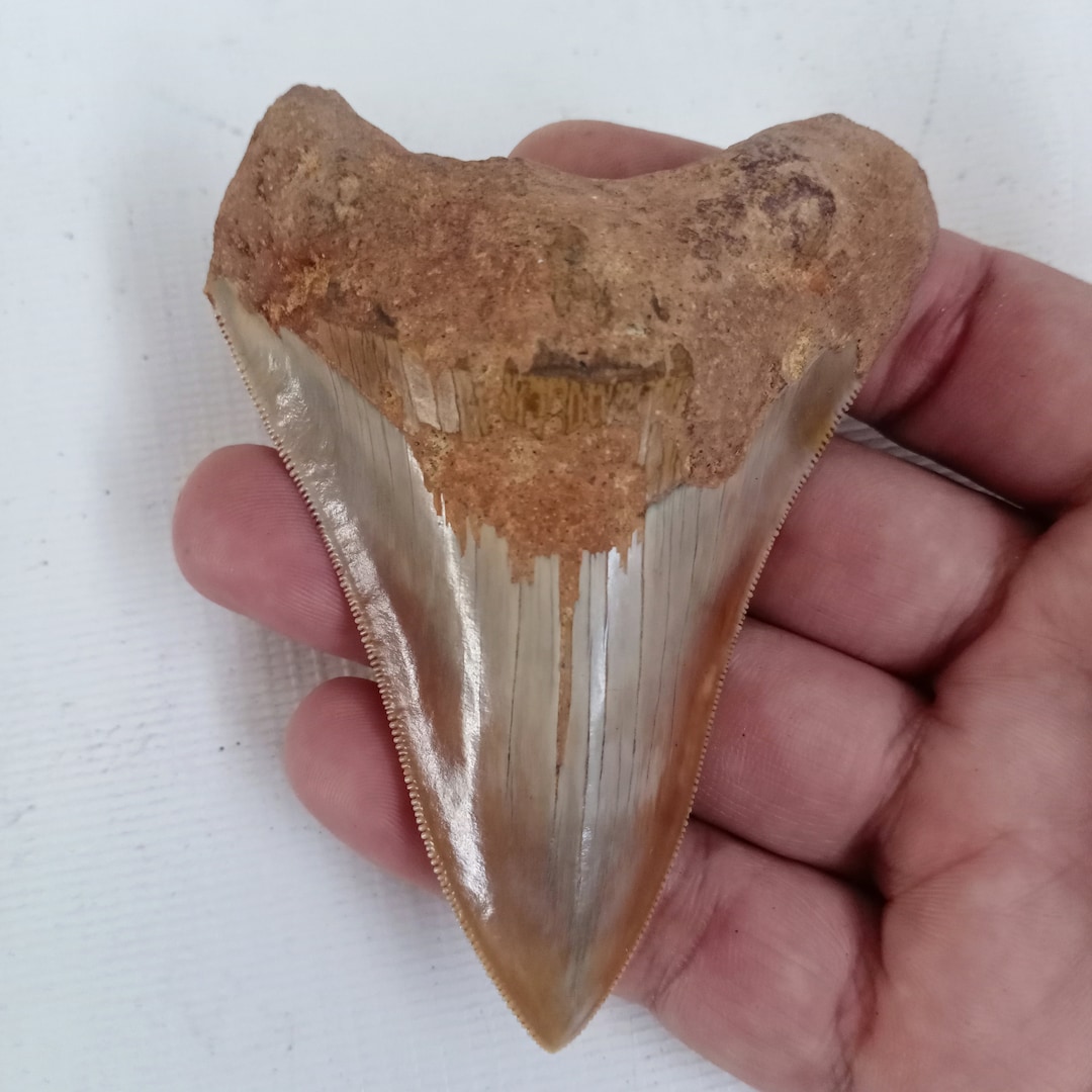 3.5genuine Fossil Megalodon Prehistoric Shark Tooth,fossil Megalodon ...