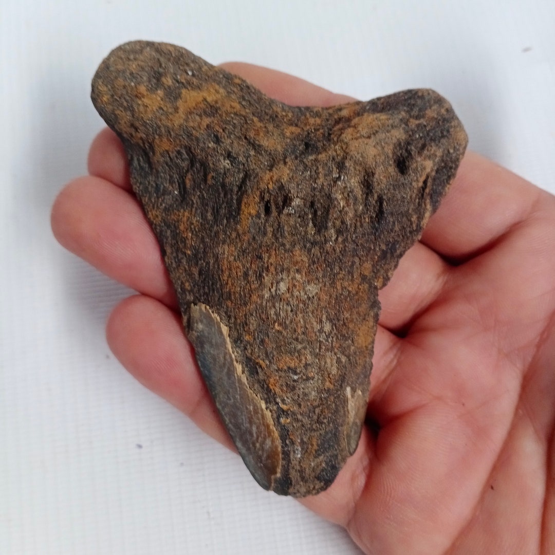 95 Mm Genuine Fossil Megalodon Prehistoric Shark Tooth,fossil Megalodon ...