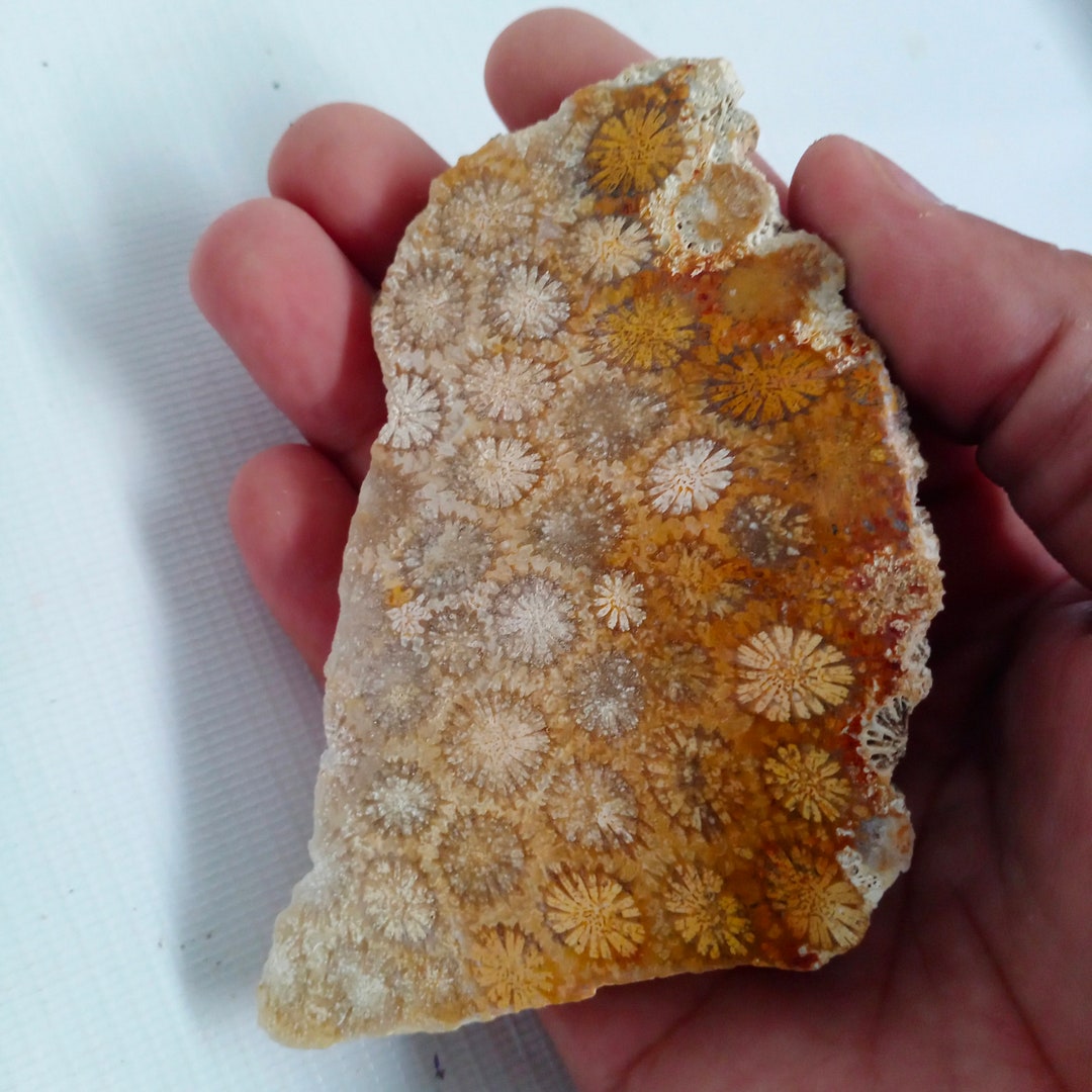 116 Gr Indonesian Fossil Coral Slab Polished,lapidary Stone Slab 14 - Etsy