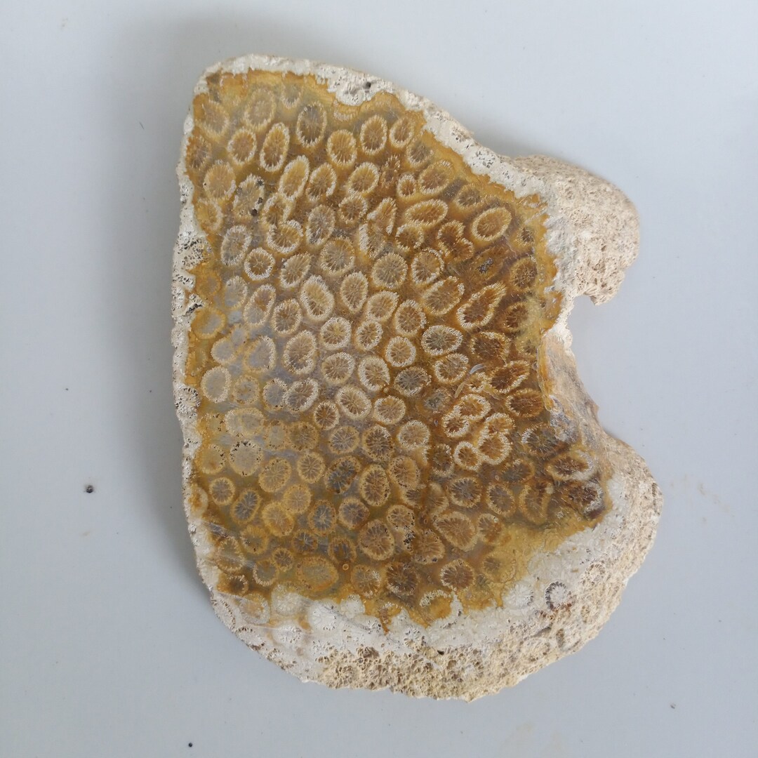 173 Gr Indonesian Fossil Coral Slab Polished,lapidary Stone Slab - Etsy