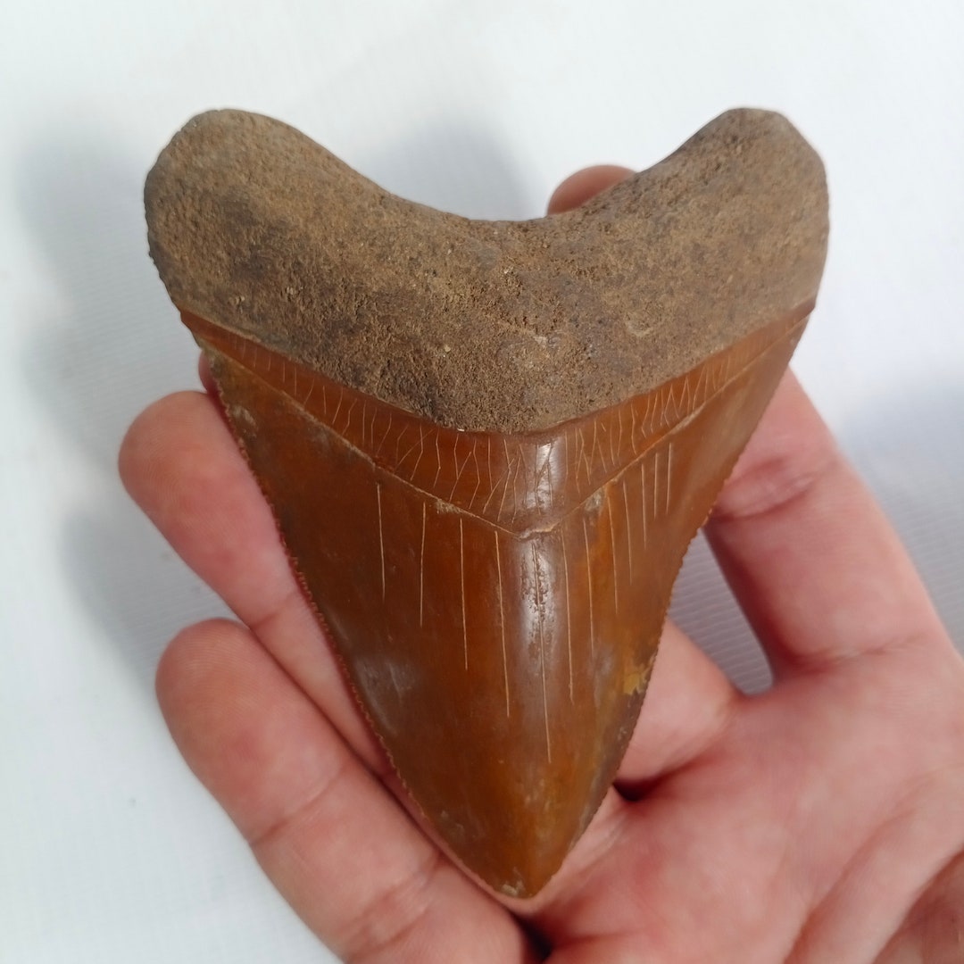 100 Mm Genuine Fossil Megalodon Prehistoric Shark Tooth,fossil ...