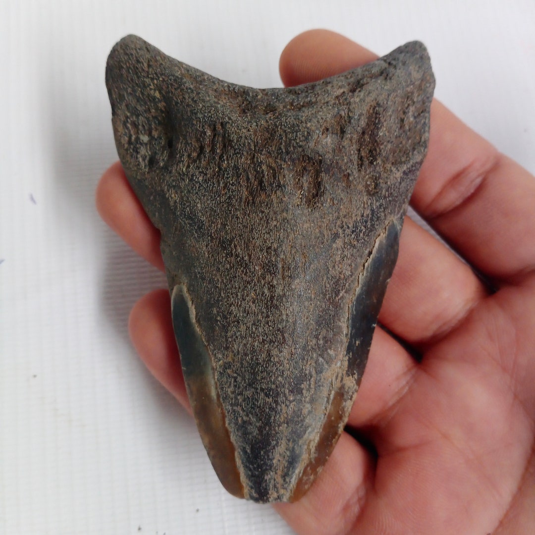 95 Mm Genuine Fossil Megalodon Prehistoric Shark Tooth,fossil Megalodon ...