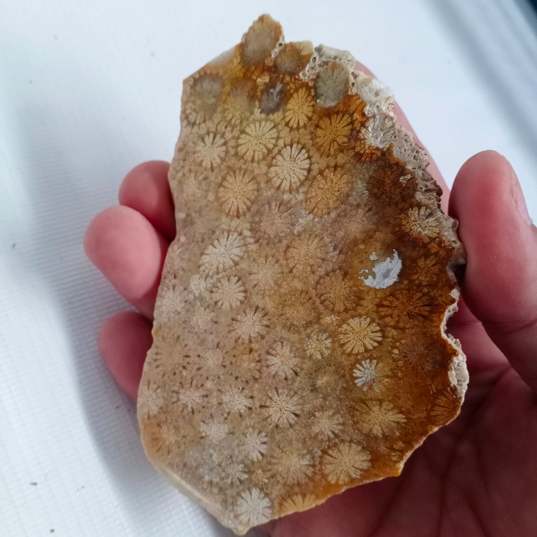 109 Gr Indonesian Fossil Coral Slab Polished,lapidary Stone Slab 13 - Etsy