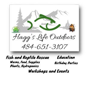 Salamander Pop Art License Plate - Vibrant Watercolor Newt Artwork ...