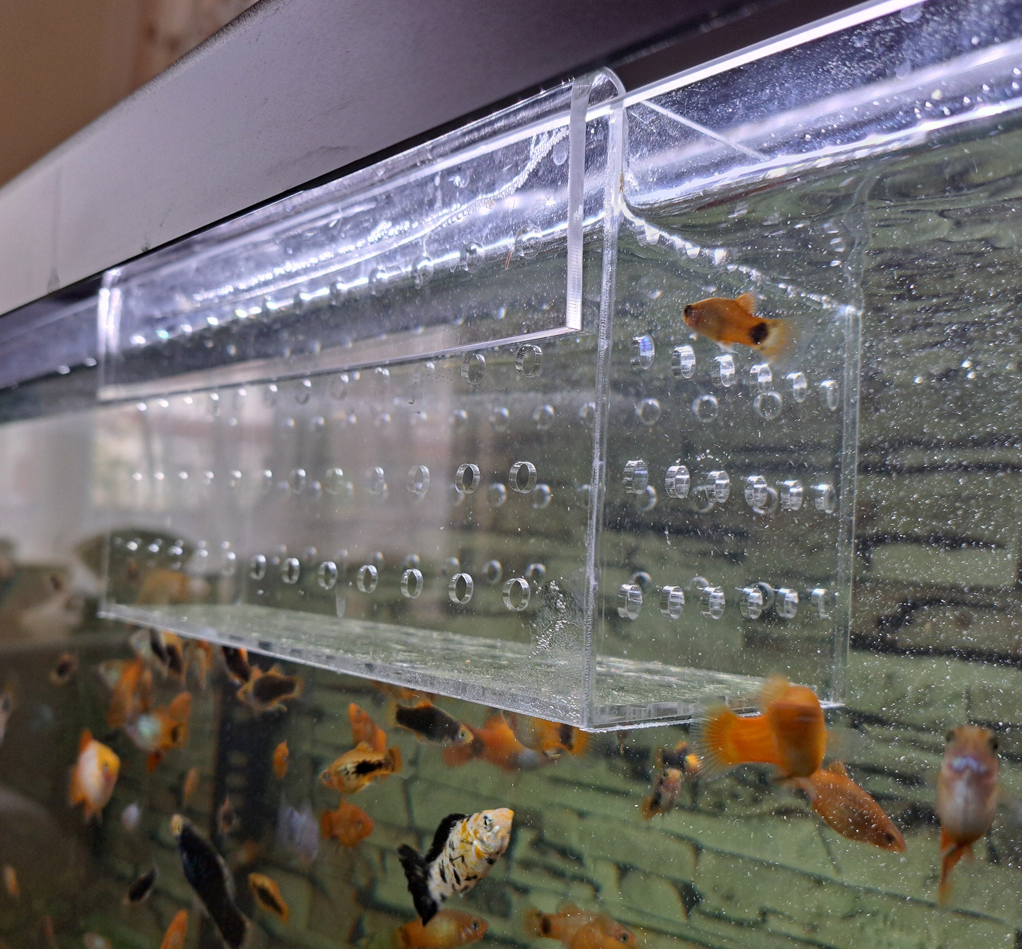 Acrylic Acclimation Tanks Isolation Breeding Box Aquarium Fish Tank ...