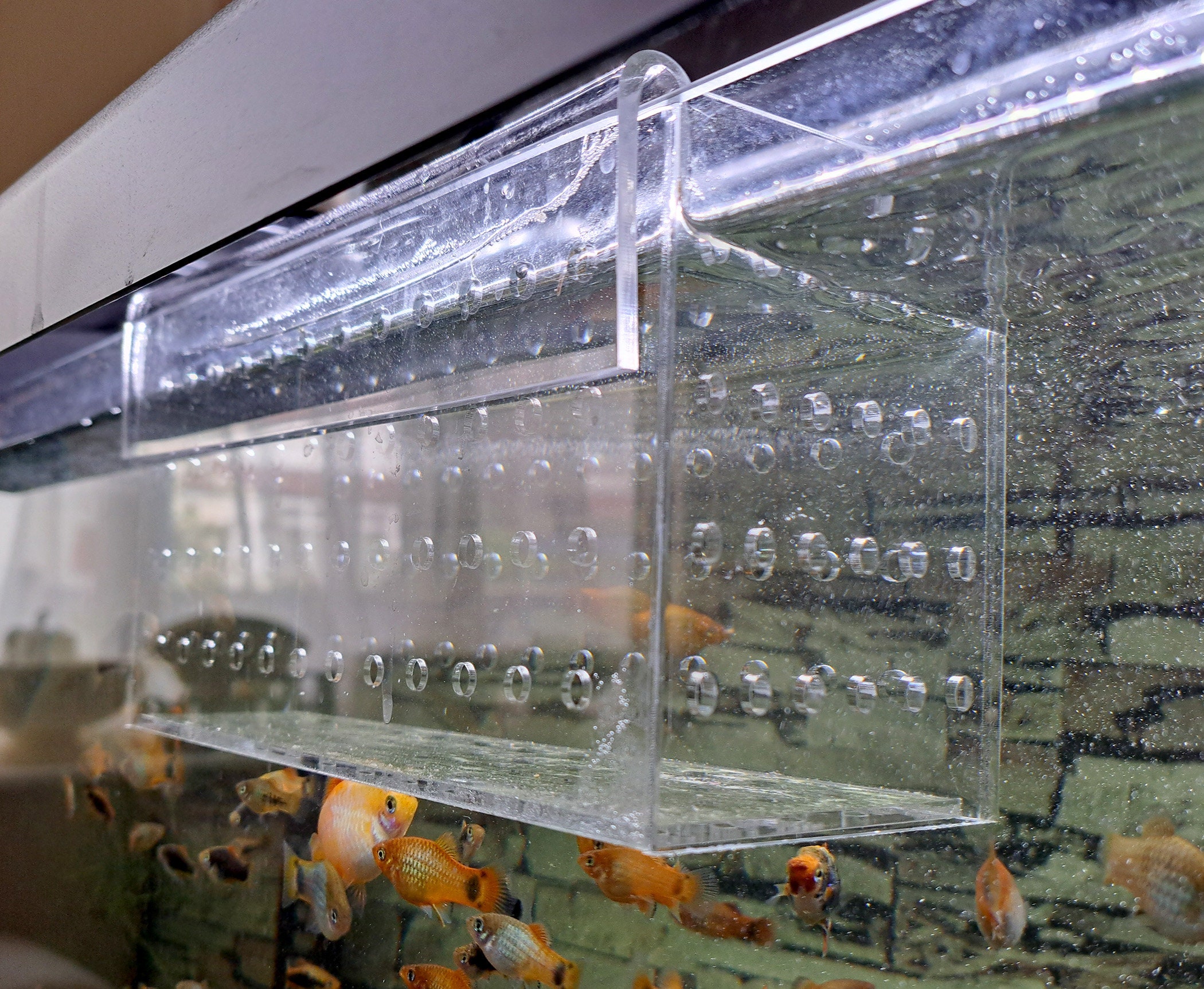 Acrylic Acclimation Tanks Isolation Breeding Box Aquarium Fish Tank ...