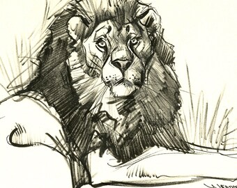 African Lion Drawing - Etsy