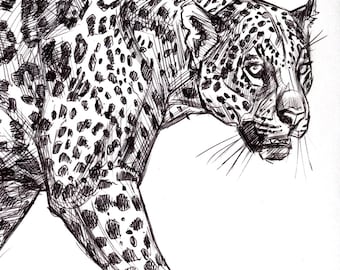 drawing jaguar