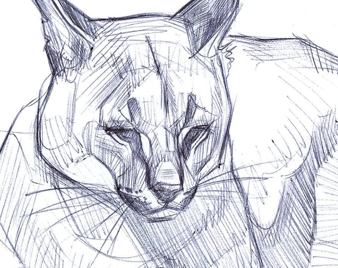 Seated Caracal 2 ORIGINAL DRAWING - Etsy