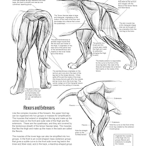 The Weatherly Guide to Drawing Cats - Etsy