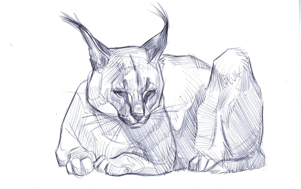 Seated Caracal 2 ORIGINAL DRAWING - Etsy