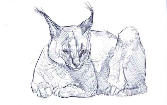 Caracal Drawing
