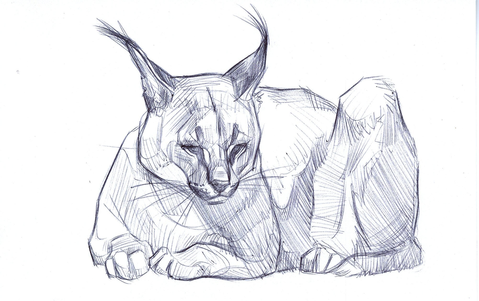 Seated Caracal 2 ORIGINAL DRAWING - Etsy