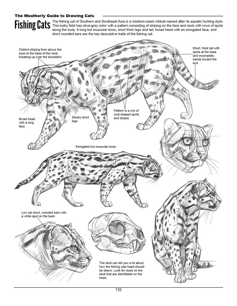 The Weatherly Guide to Drawing Cats - Etsy