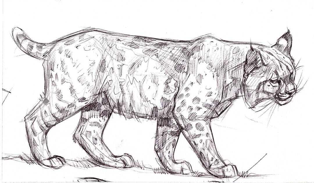 Bobcat Sketch 1 ORIGINAL DRAWING - Etsy