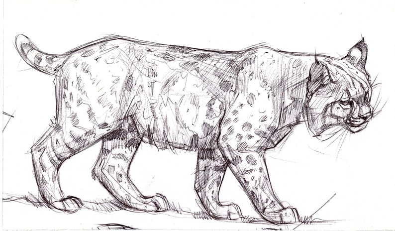 Bobcat Sketch 1 ORIGINAL DRAWING - Etsy UK
