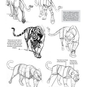 The Weatherly Guide to Drawing Animals - Etsy