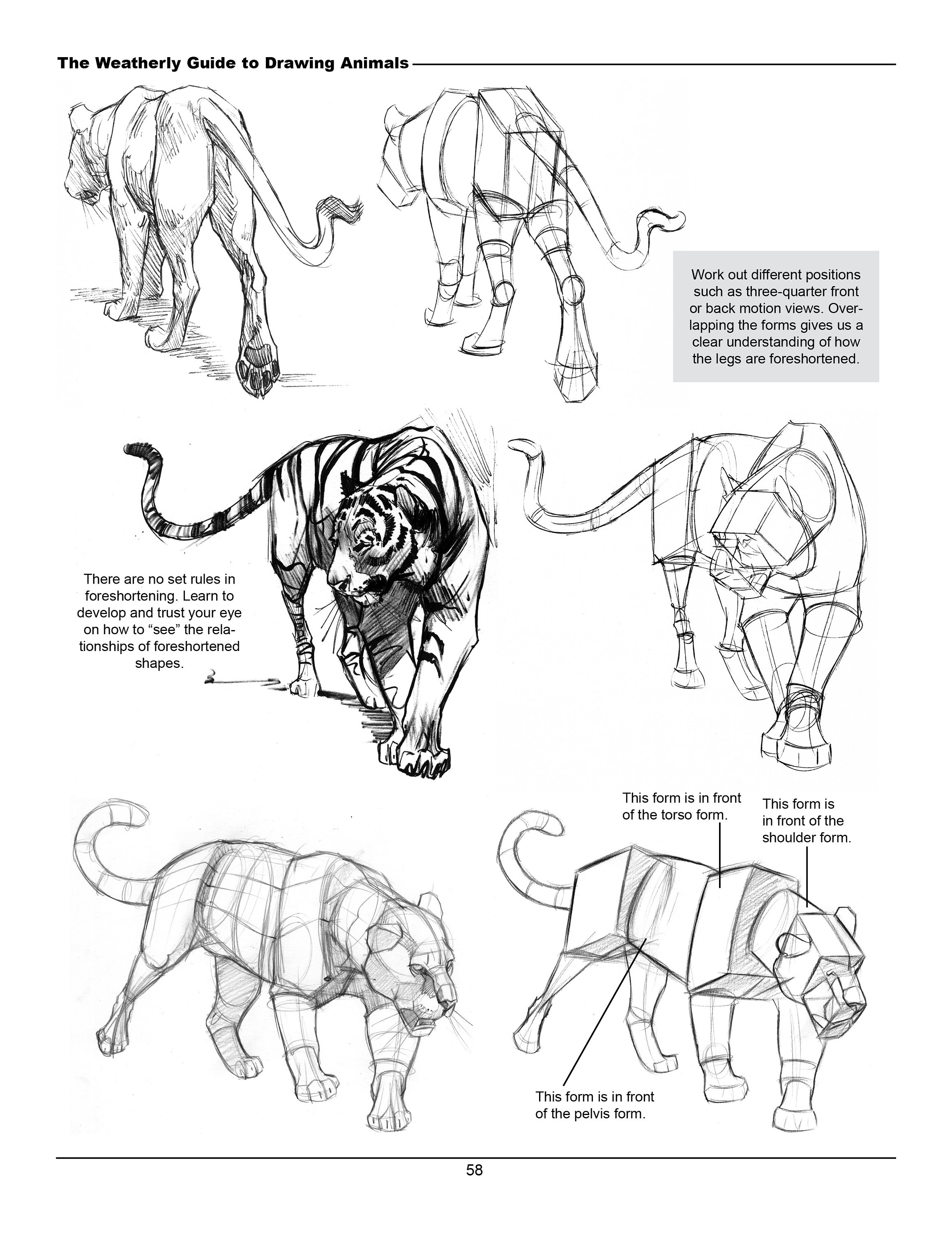 Foreshortening Animals Drawings