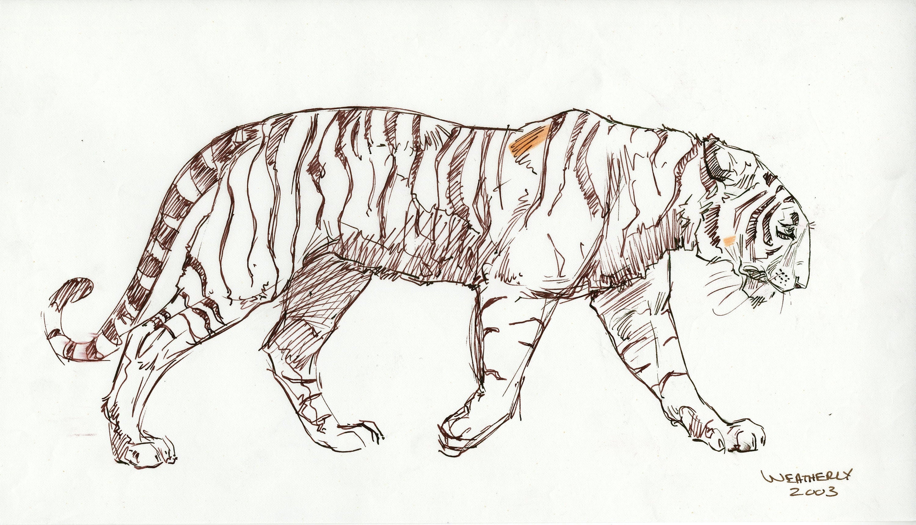 Panthera Tigris Drawing