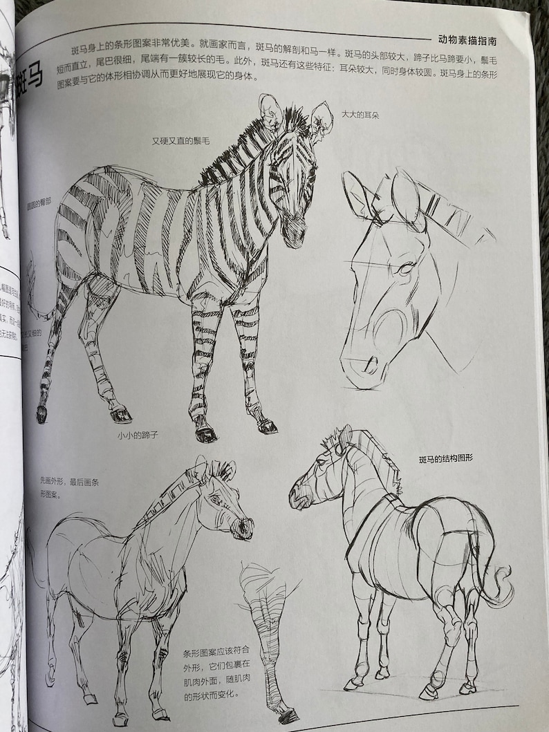 The Weatherly Guide to Drawing Animals CHINESE VERSION - Etsy