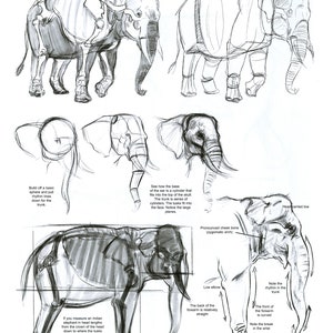 The Weatherly Guide to Drawing Animals - Etsy