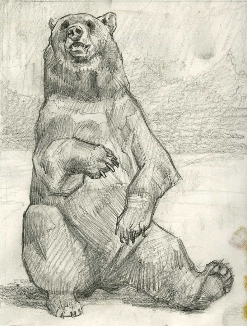 Golden Grizzly ORIGINAL DRAWING - Etsy