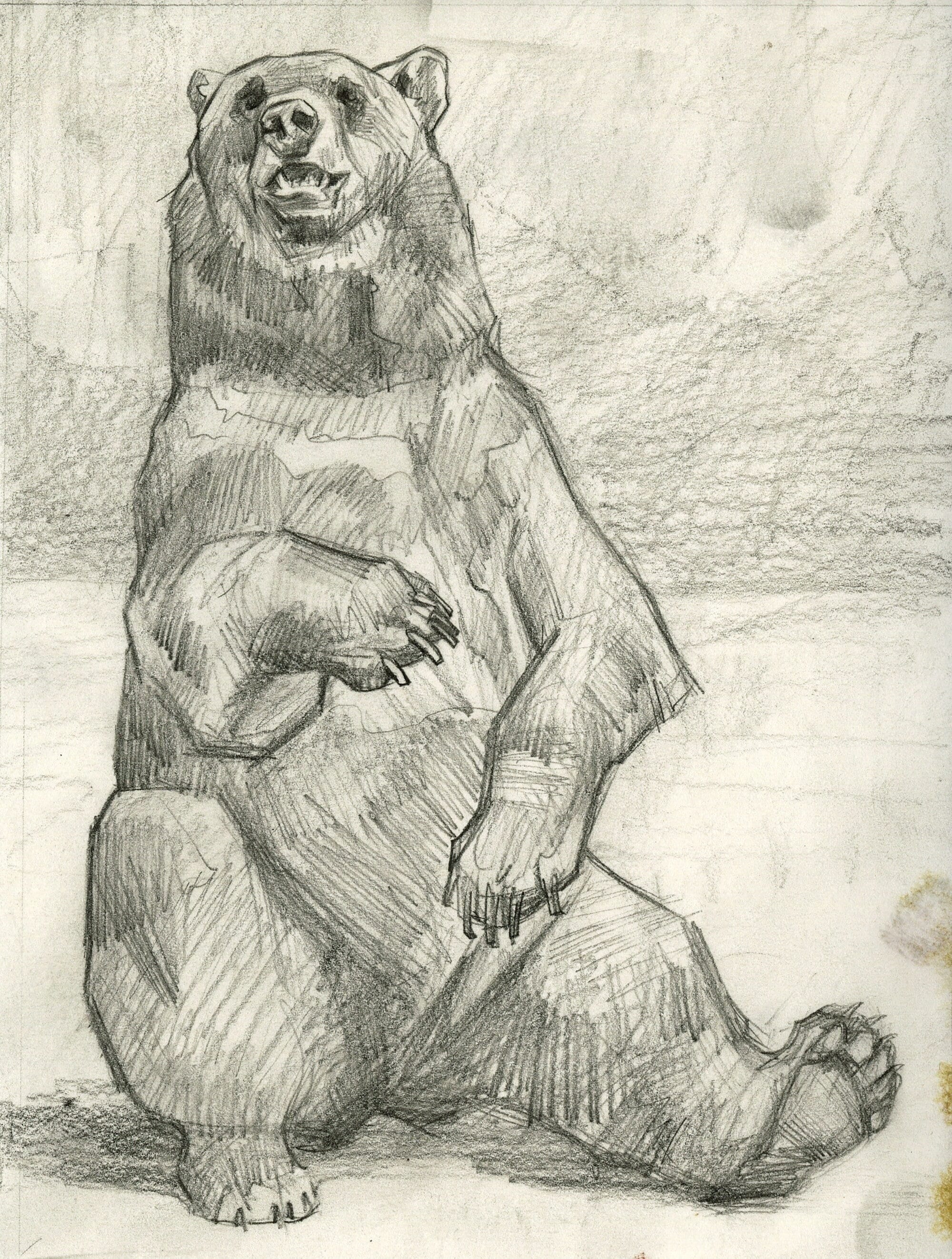 Golden Grizzly ORIGINAL DRAWING - Etsy