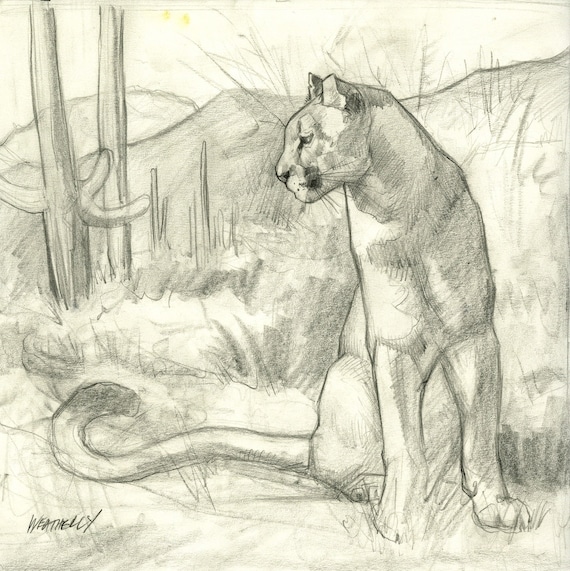 Cougar Fighting Wolf Pencil Sketch