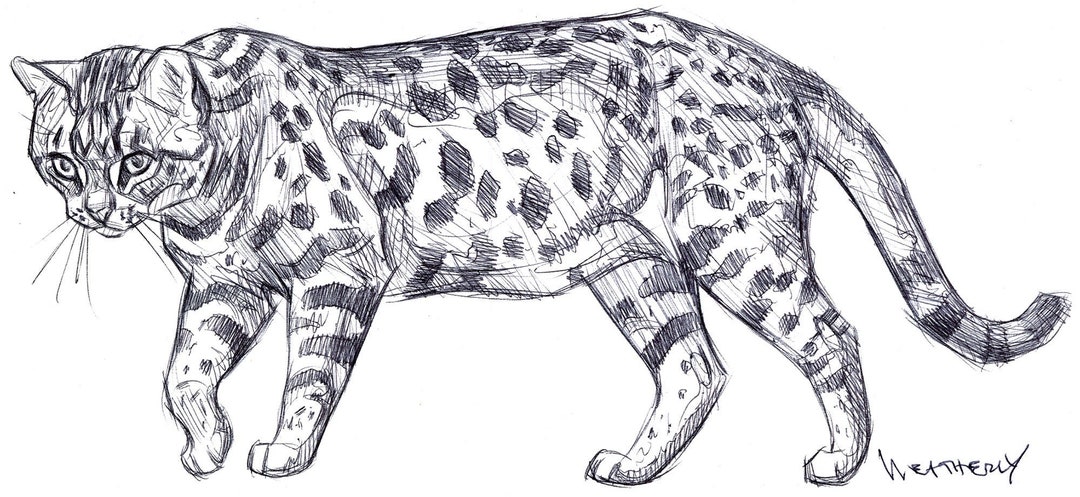 Ocicat ORIGINAL DRAWING - Etsy
