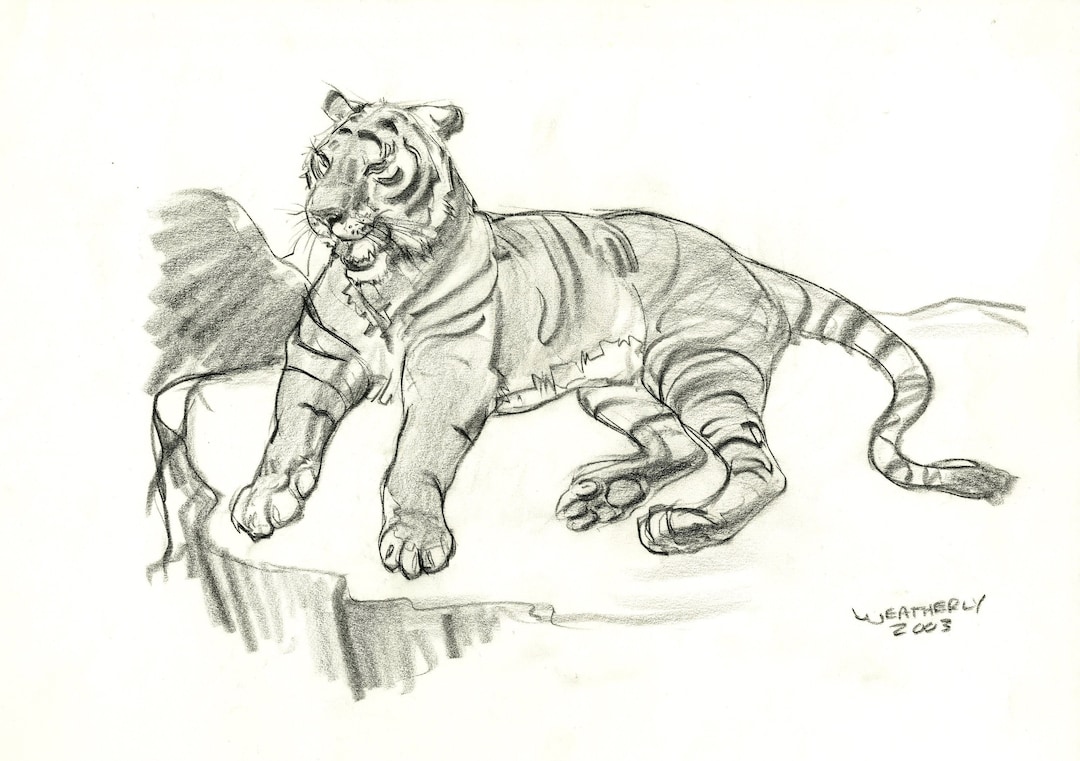 Resting Sumatran Tiger ORIGINAL DRAWING - Etsy
