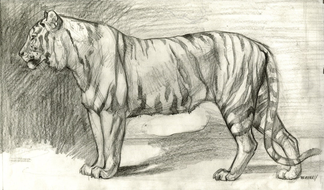 Tigress ORIGINAL DRAWING - Etsy