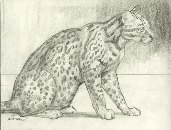 Ocelot Cat Drawing