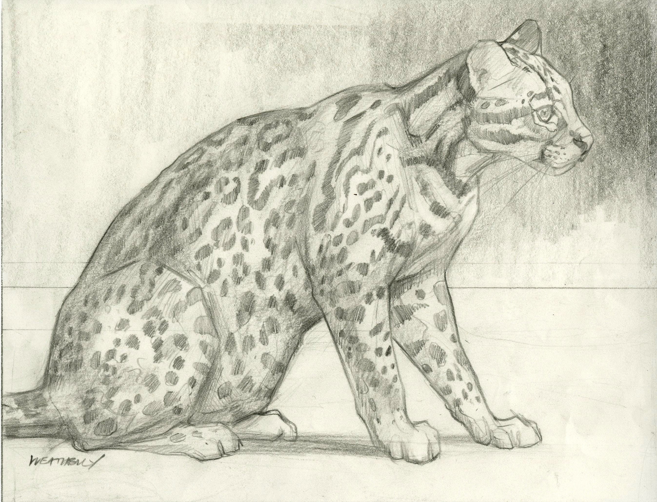 Ocelot ORIGINAL DRAWING - Etsy