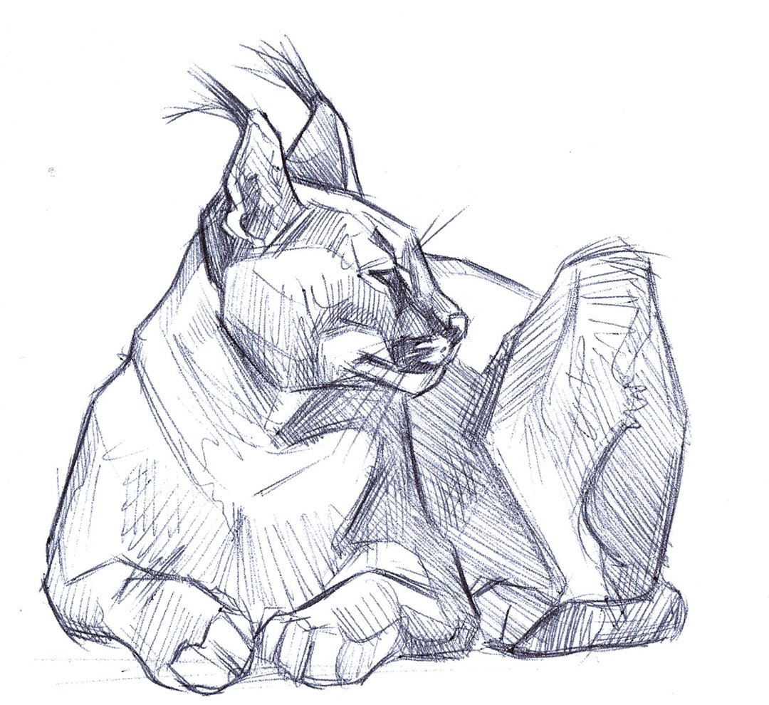 Seated Caracal 1 ORIGINAL DRAWING - Etsy