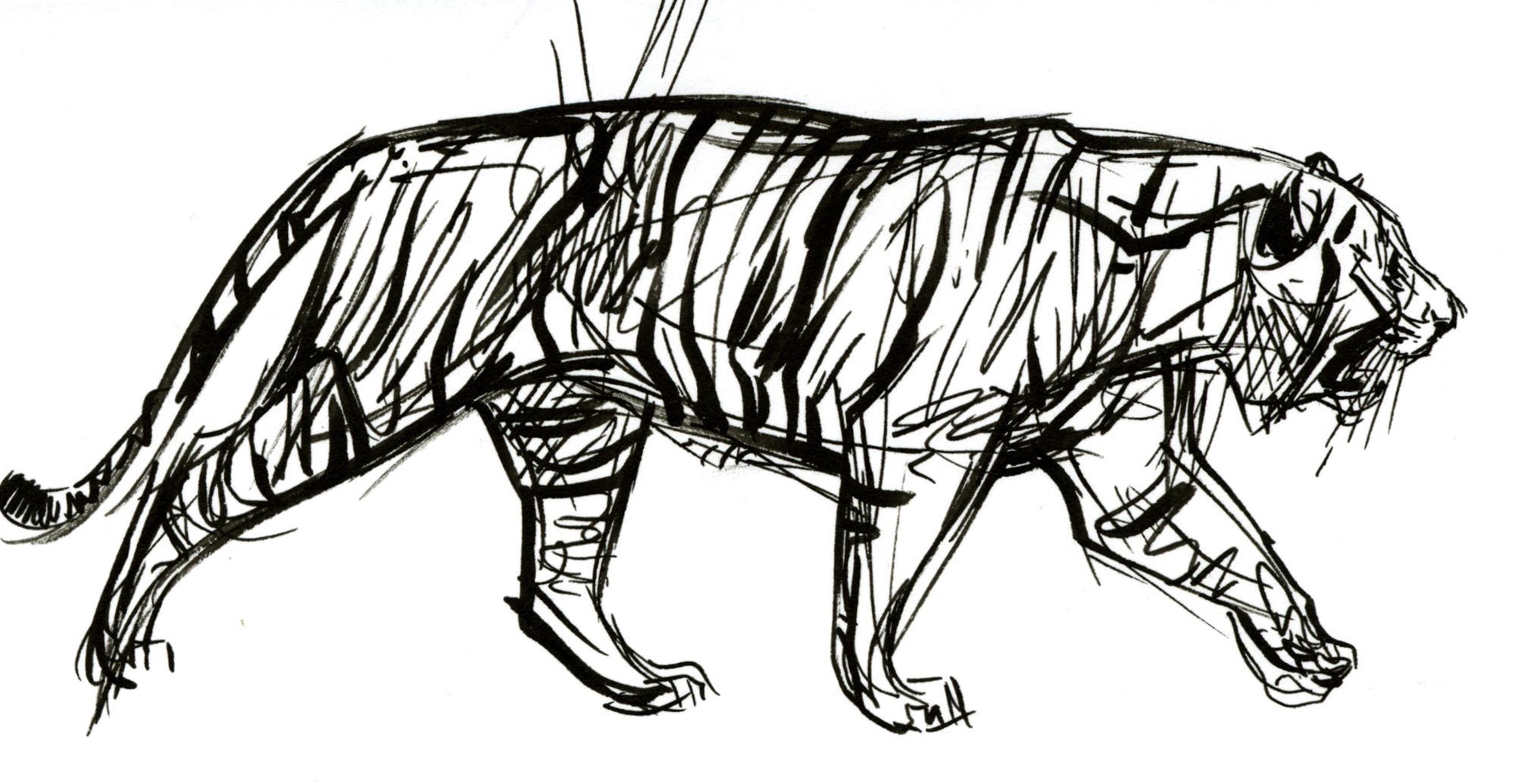 Striding Tiger Gesture ORIGINAL DRAWING - Etsy