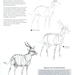 The Weatherly Guide to Drawing Animals - Etsy
