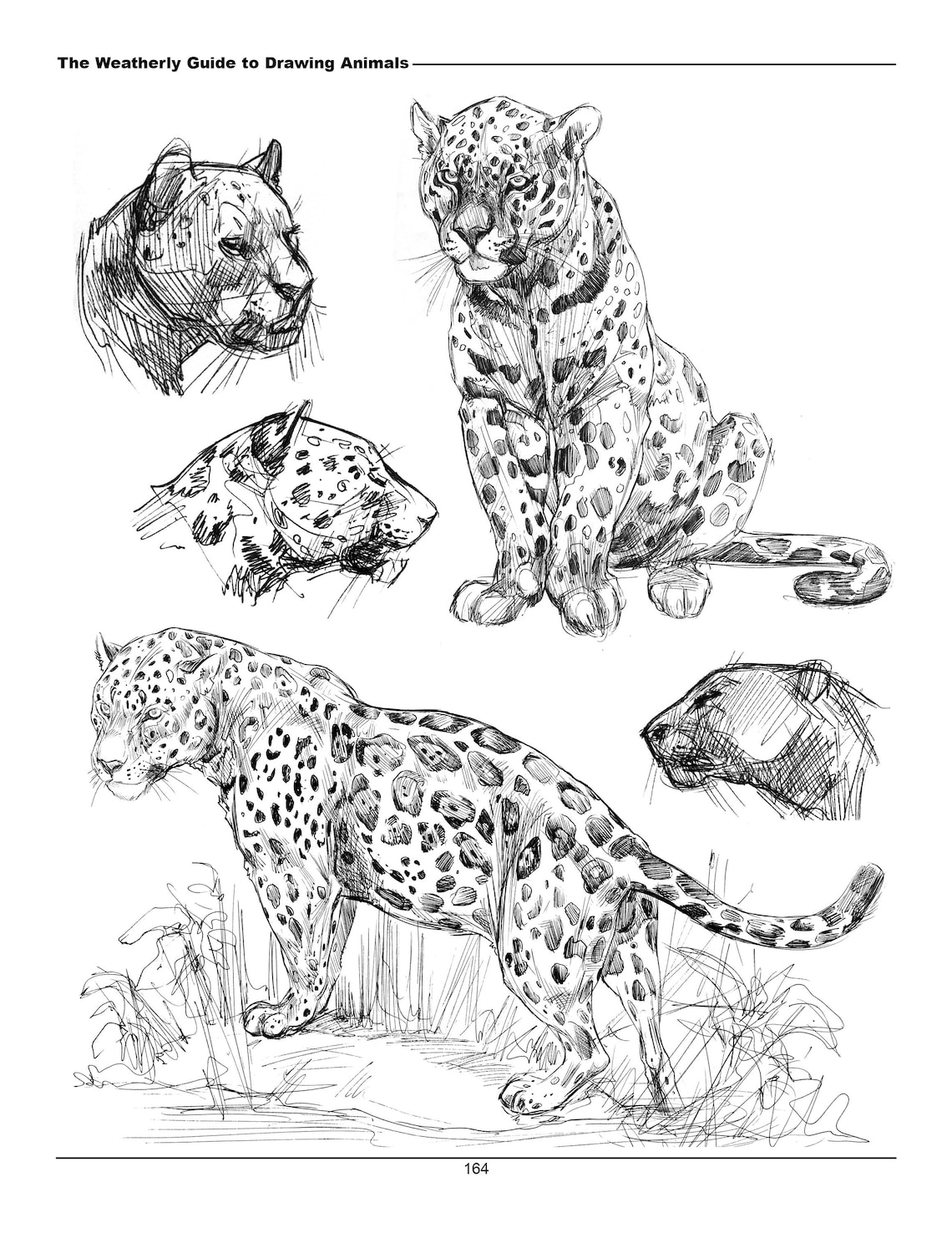 The Weatherly Guide to Drawing Animals - Etsy Canada
