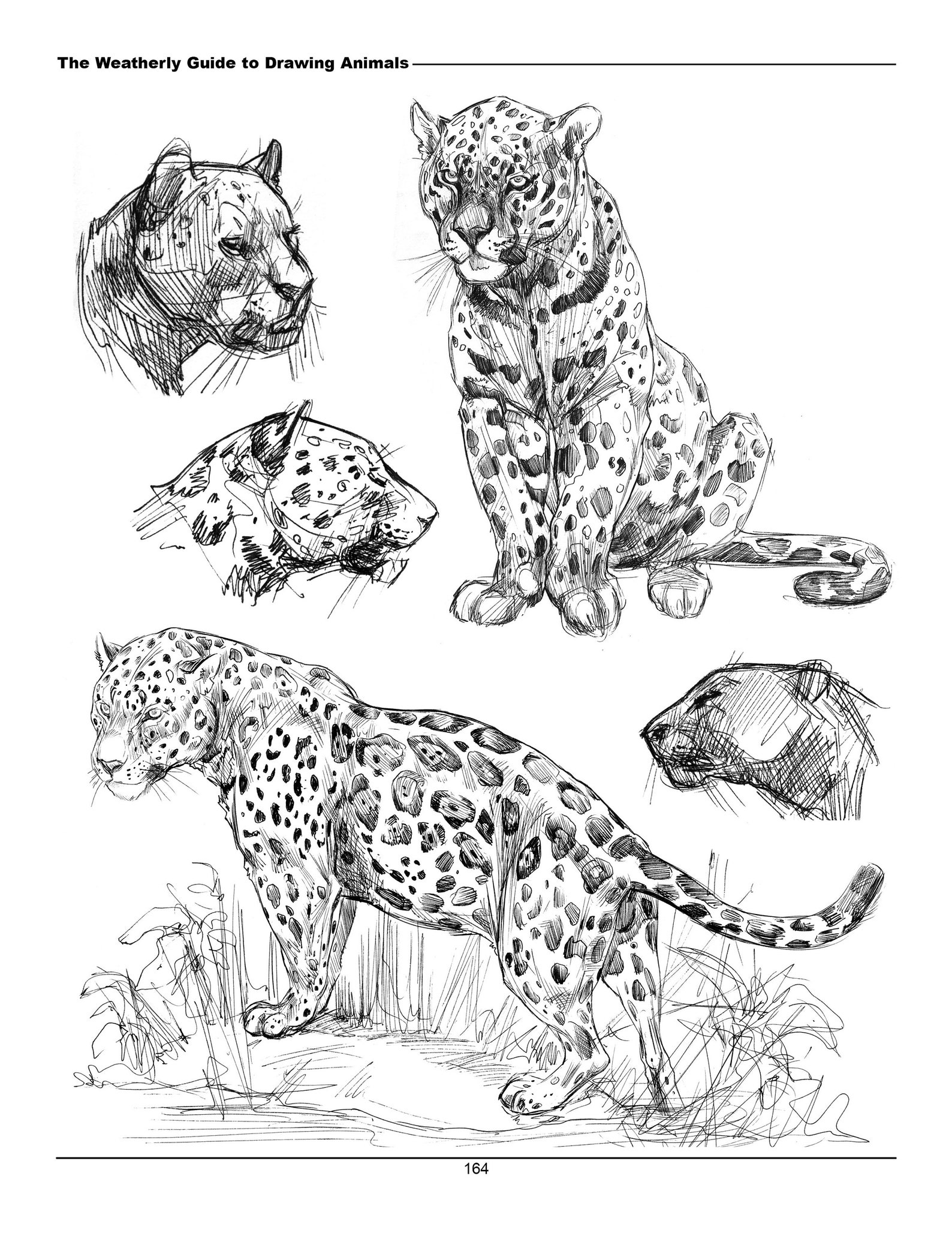 The Weatherly Guide to Drawing Animals - Etsy