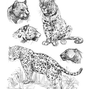 The Weatherly Guide to Drawing Animals - Etsy