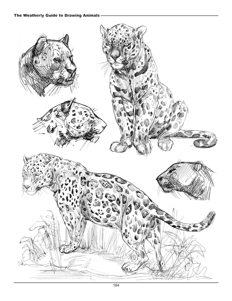 The Weatherly Guide to Drawing Animals | Etsy Canada