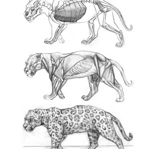 The Weatherly Guide to Drawing Animals - Etsy