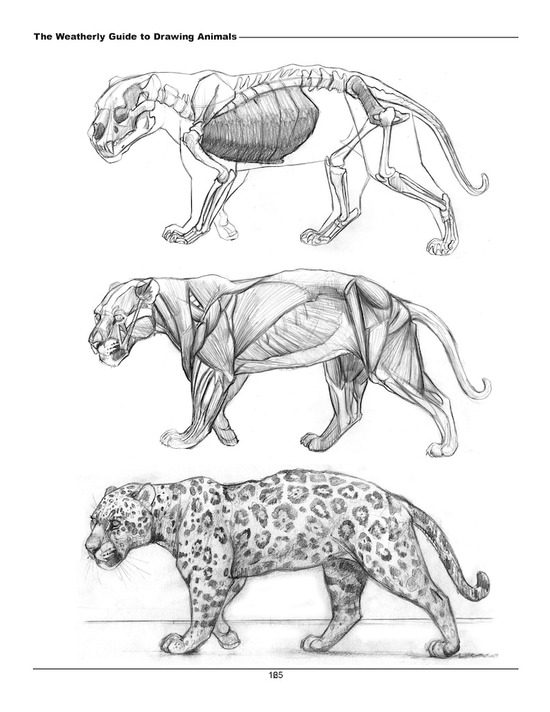 The Weatherly Guide to Drawing Animals - Etsy