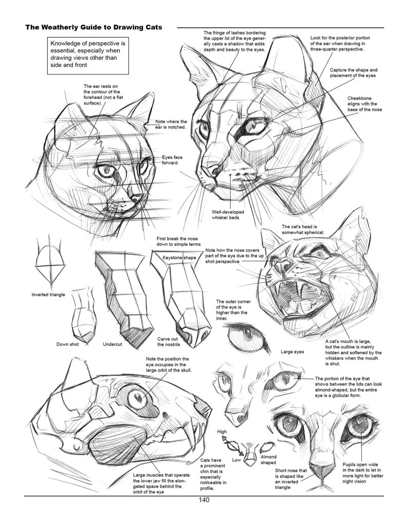 The Weatherly Guide to Drawing Cats - Etsy