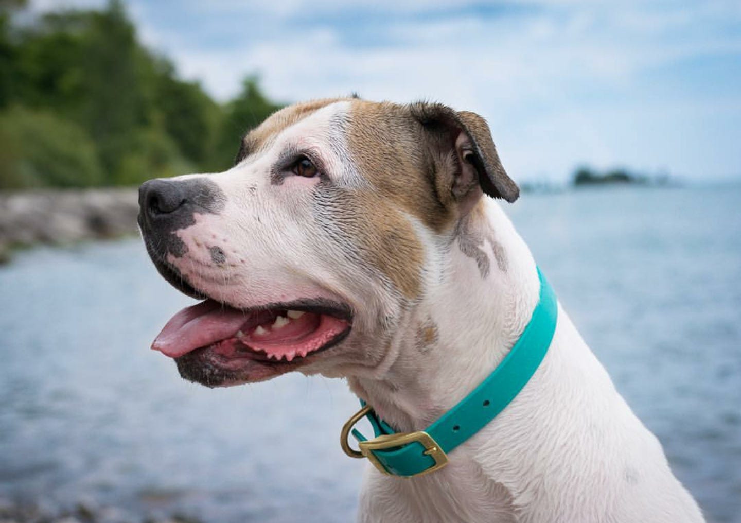 Waterproof Dog Collar in Teal Blue Surf | Etsy